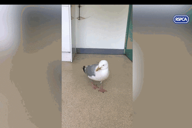 Drunk Seagulls Rescued By RSPCA After Showing Up On UK Beaches - The Dodo