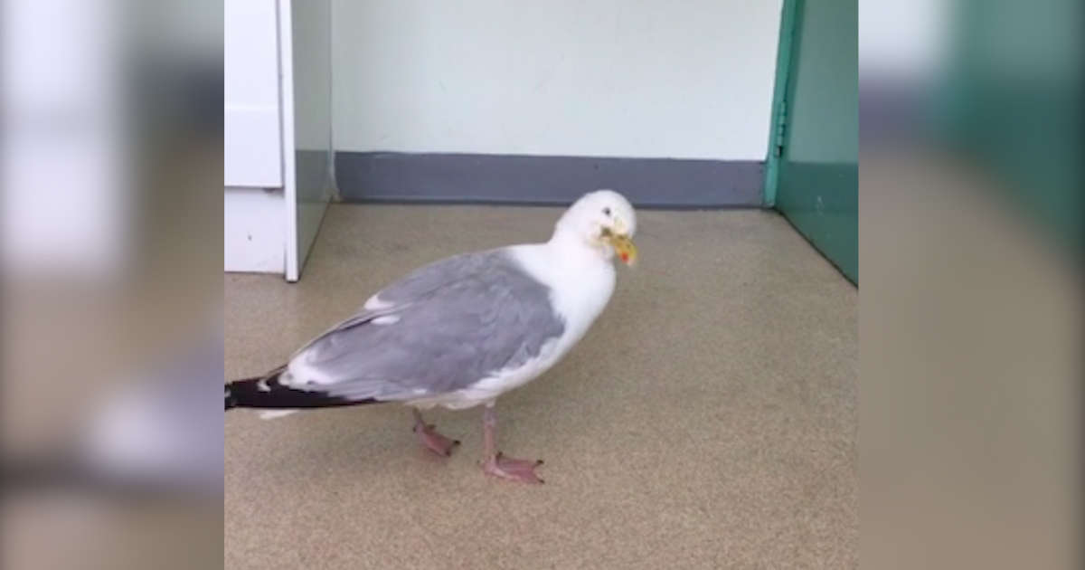 Drunk Seagulls Rescued By RSPCA After Showing Up On UK Beaches - The Dodo