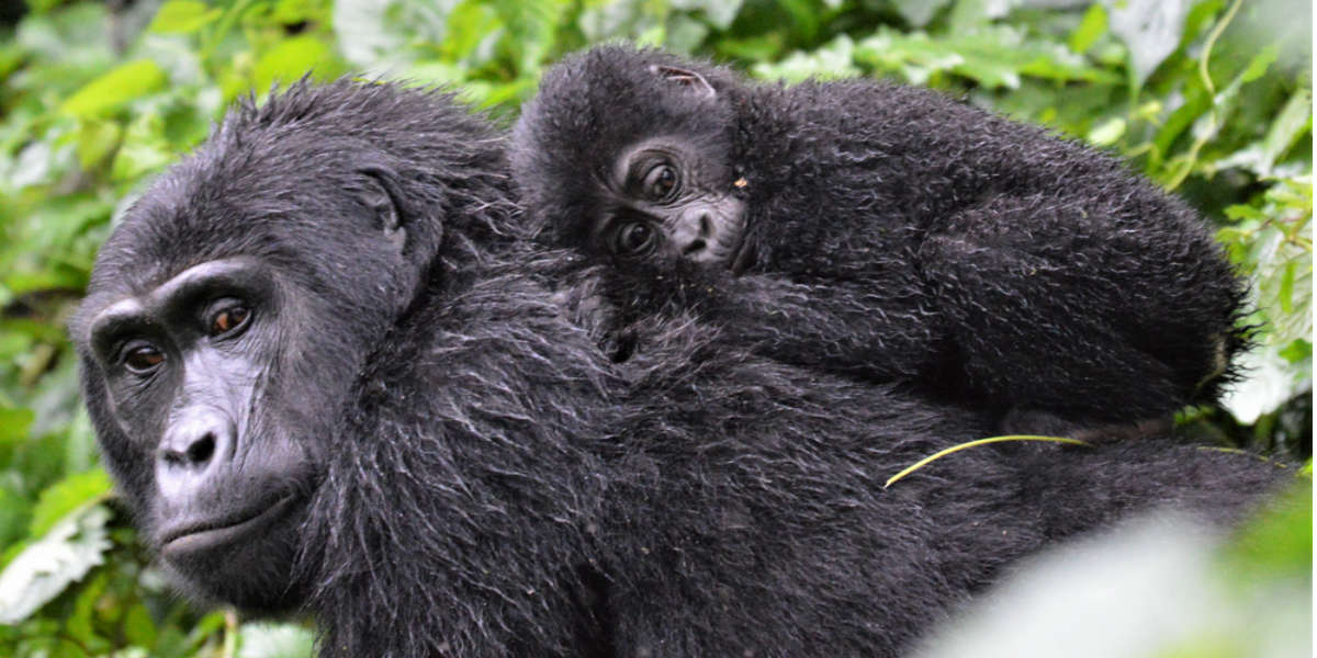 Congo Could Ship Dozens Of Endangered Gorillas To Awful Chinese Zoos ...