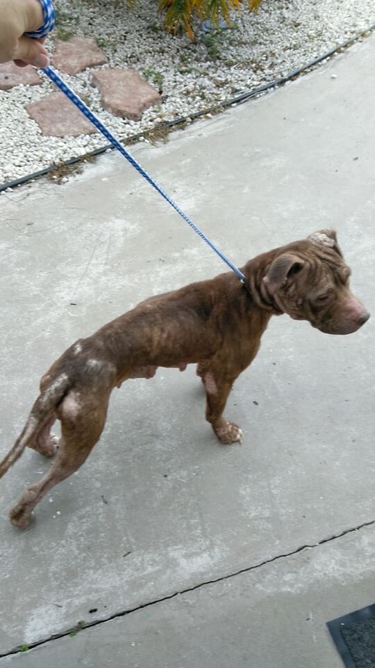 Why Is My Pitbull Skinny