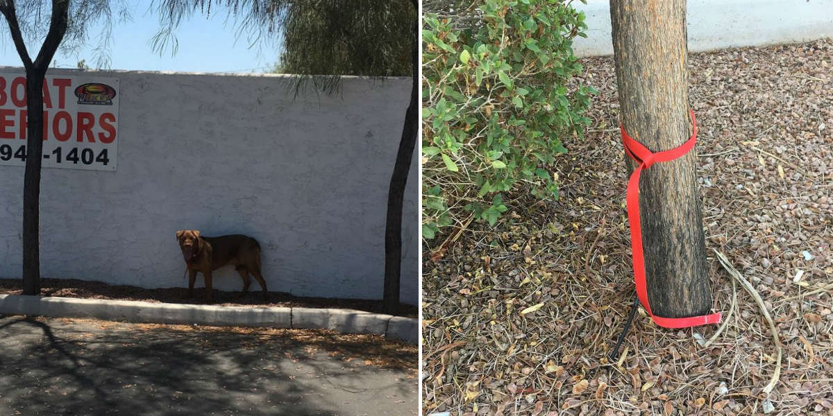 Dog Tied To Tree On Hot Day Chews Through Leash To Escape - The Dodo
