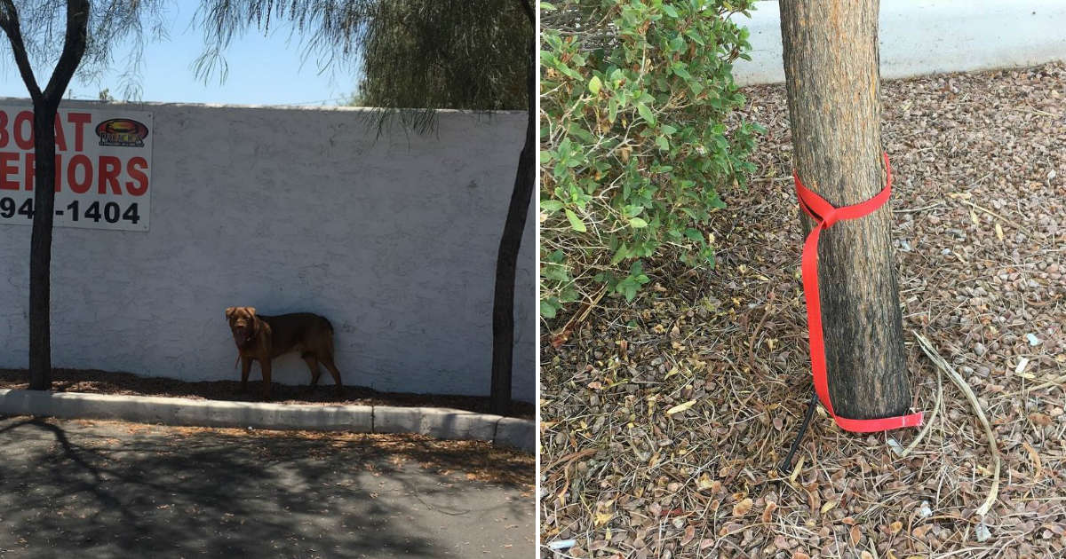 Dog Tied To Tree On Hot Day Chews Through Leash To Escape - The Dodo