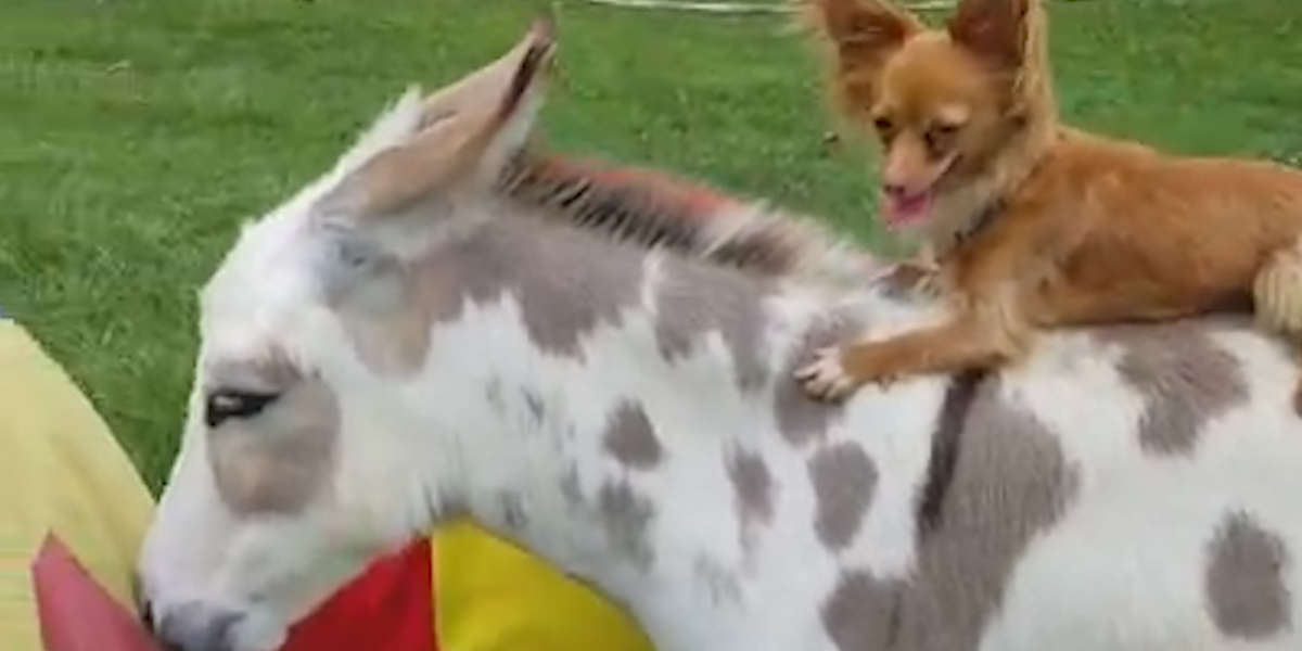 Dog Just Wants His Donkey BFF To Be Happy - Videos - The Dodo