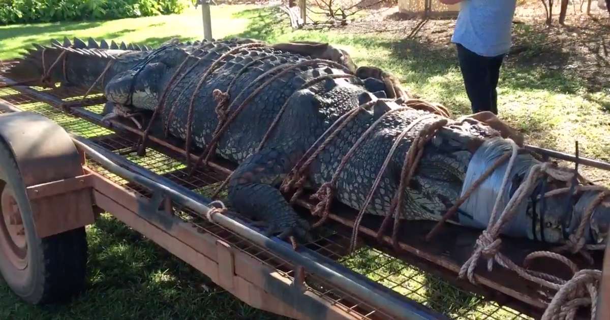 Giant 13 Foot Crocodile Captured in Australia After 10 Year Search ...