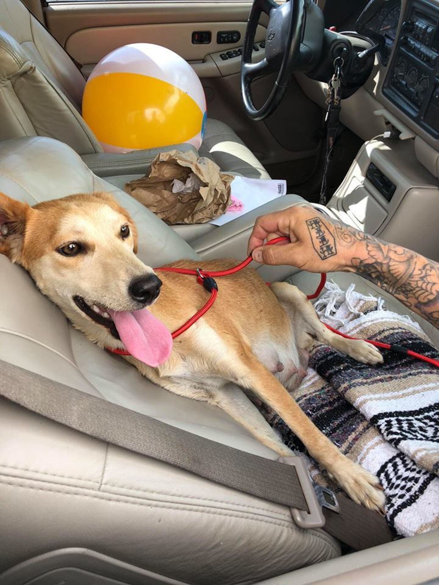 Emaciated Dog Leads Rescuers To Her Stranded Puppies - The Dodo