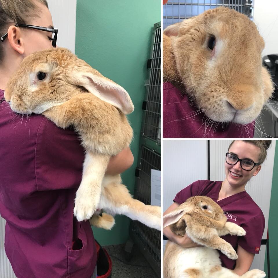 California Animal Shelter Takes In Largest Rabbit They’ve Ever Met ...