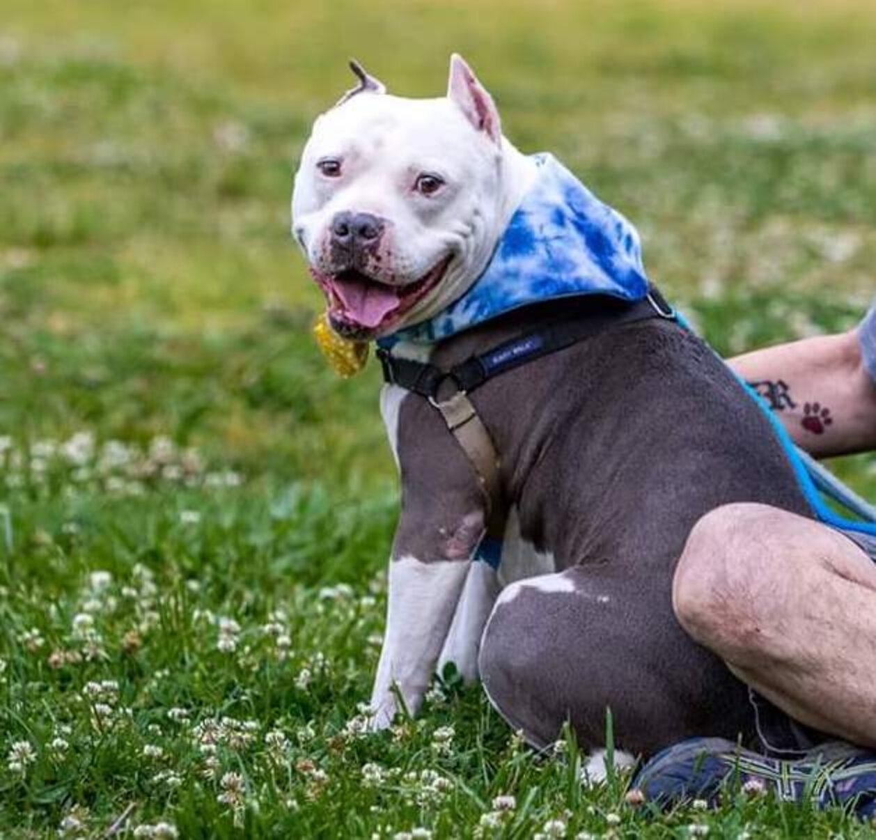 Woman Reunites With Long-Lost Dog After Seeing Him On TV - The Dodo