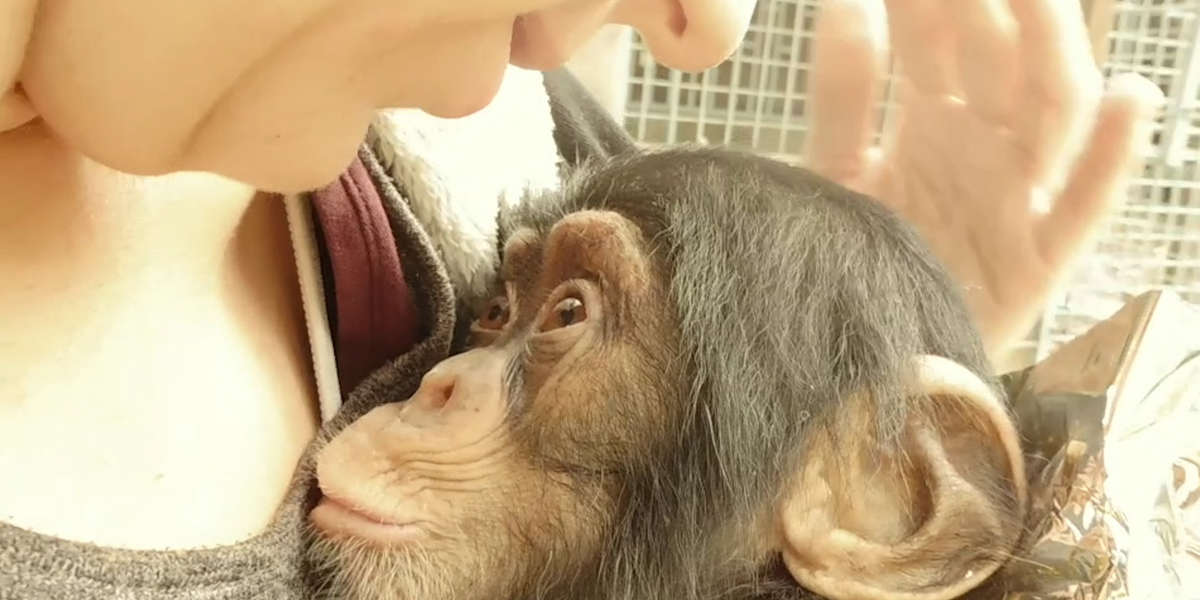 Woman Helps A Scared Baby Chimp Feel Safe Again - Videos - The Dodo