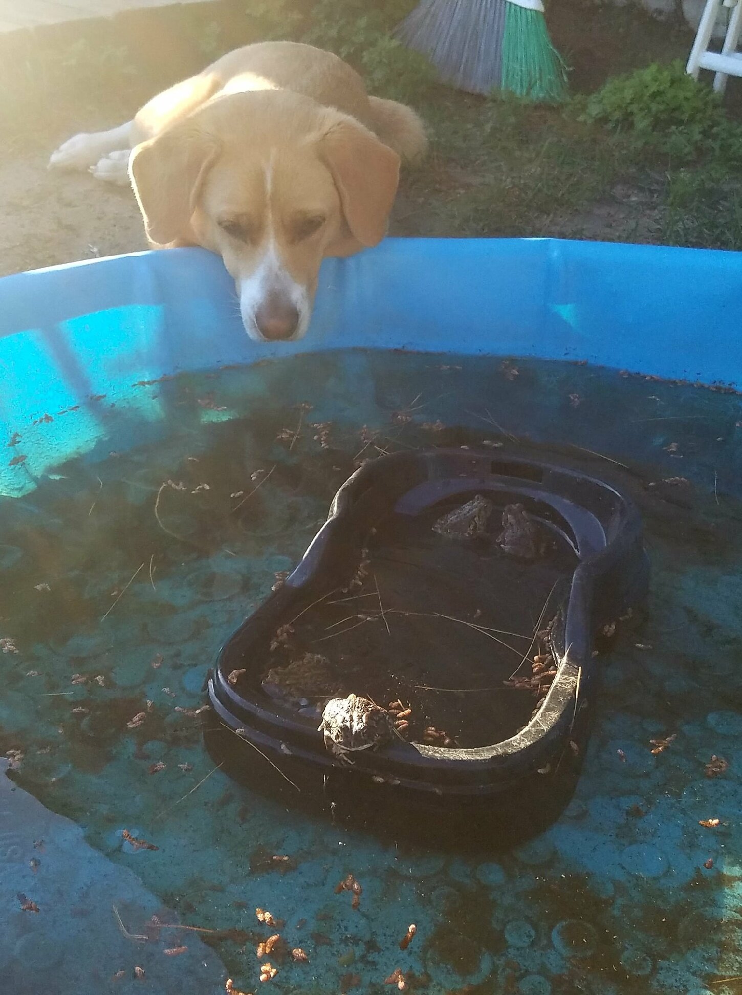 Woman Creates A 'Hotel' For Toads In Her Backyard - The Dodo