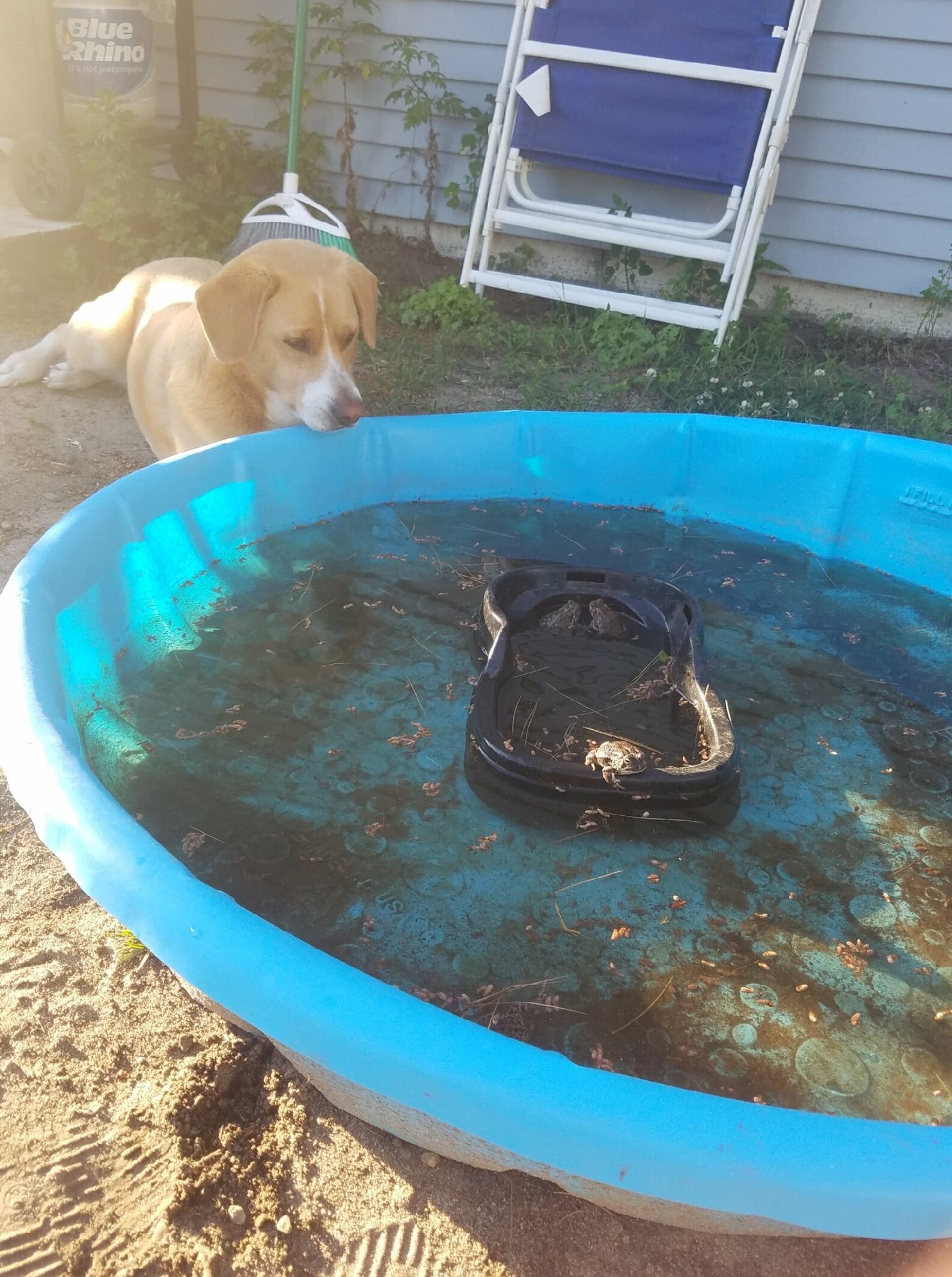Woman Creates A 'Hotel' For Toads In Her Backyard - The Dodo