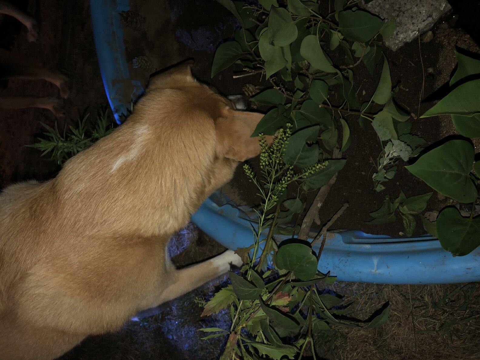 Woman Creates A 'Hotel' For Toads In Her Backyard - The Dodo