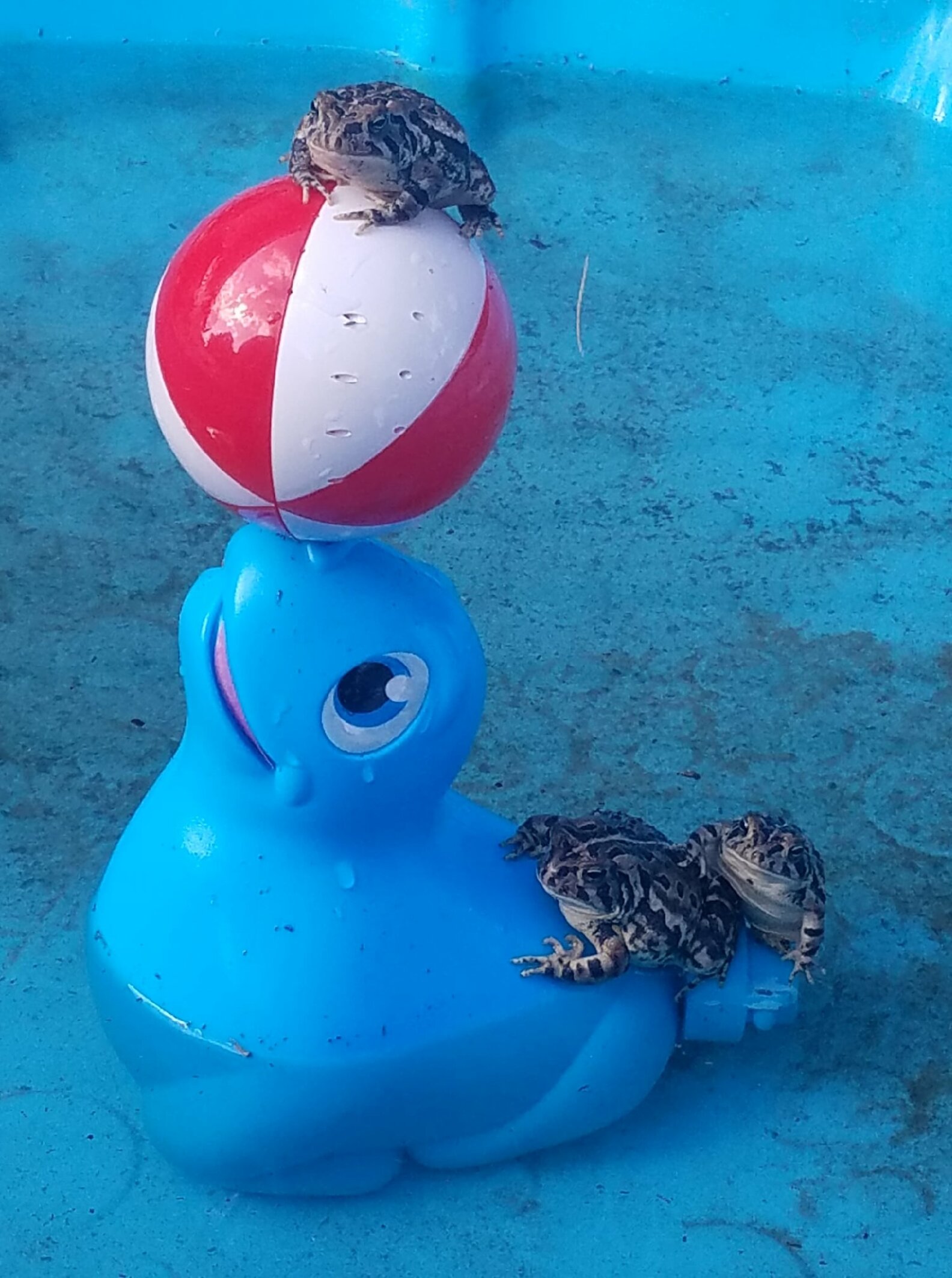 Woman Creates A 'Hotel' For Toads In Her Backyard - The Dodo