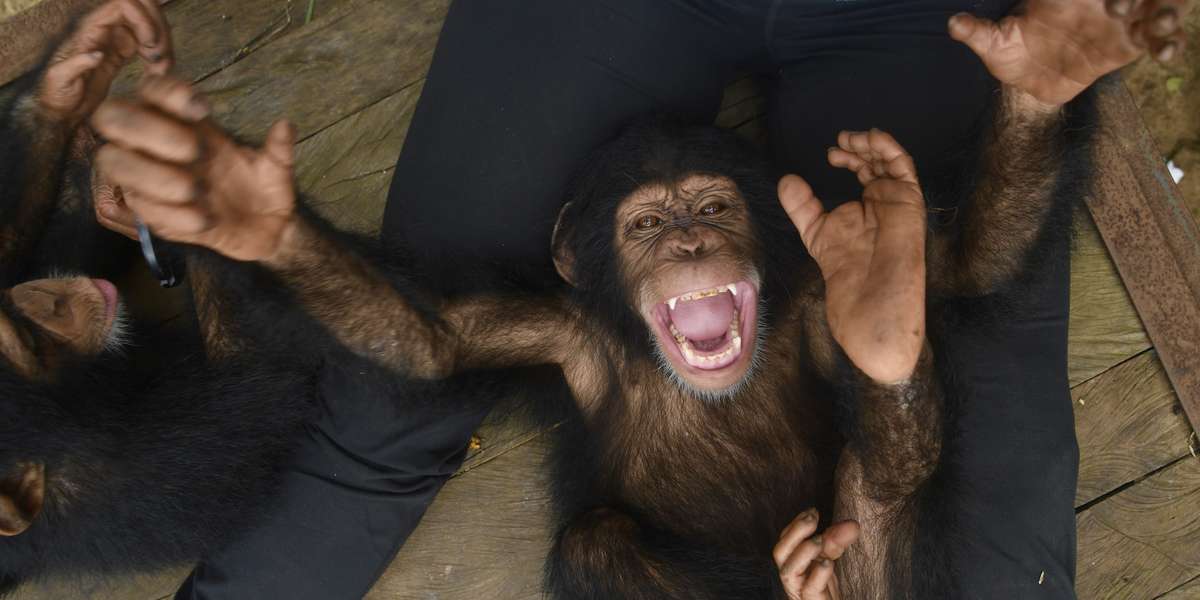 Baby Chimp Survives Bullet That Killed His Family - The Dodo
