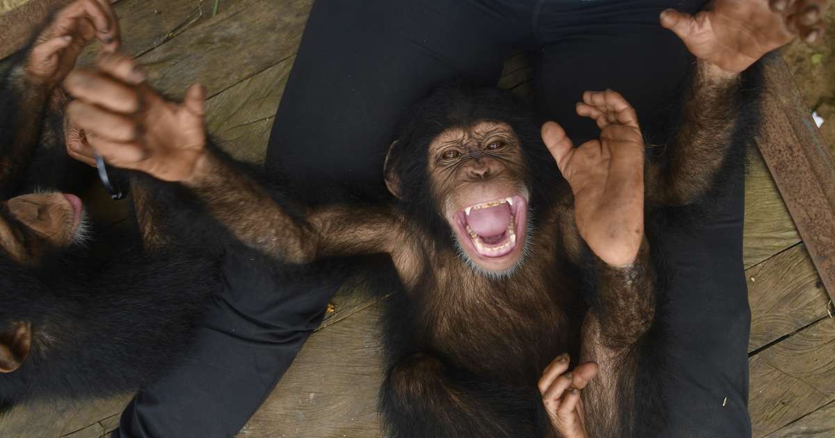 Baby Chimp Survives Bullet That Killed His Family - The Dodo