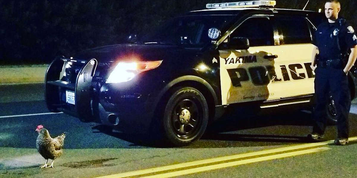 Cop Has Tense Standoff With Chicken Who Wouldn't Cross The Road - The Dodo