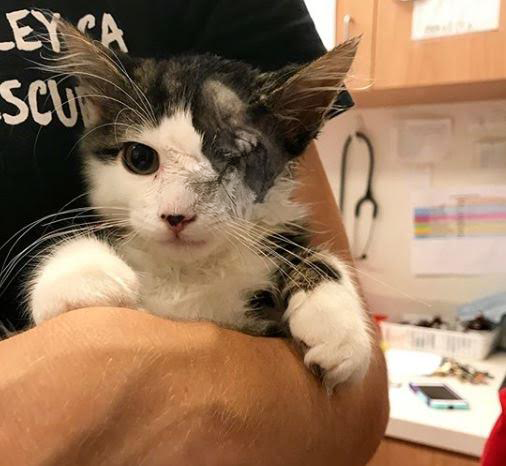 Injured Cat Left On Shelter Doorstep With Saddest Note - The Dodo