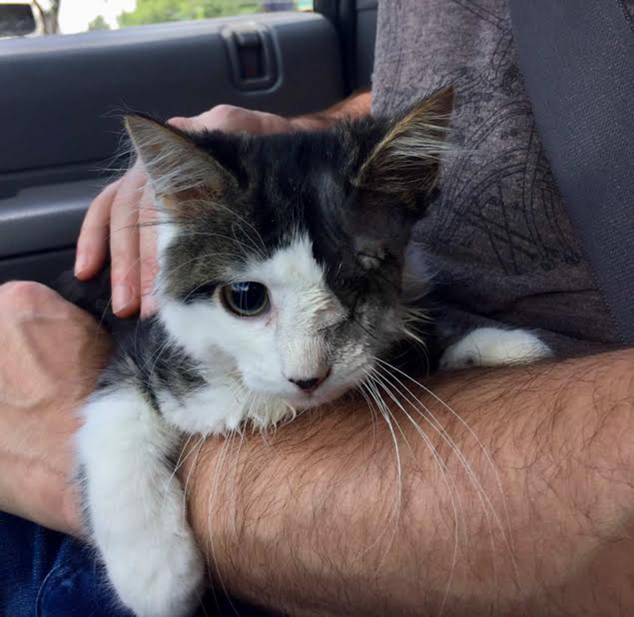 Injured Cat Left On Shelter Doorstep With Saddest Note - The Dodo