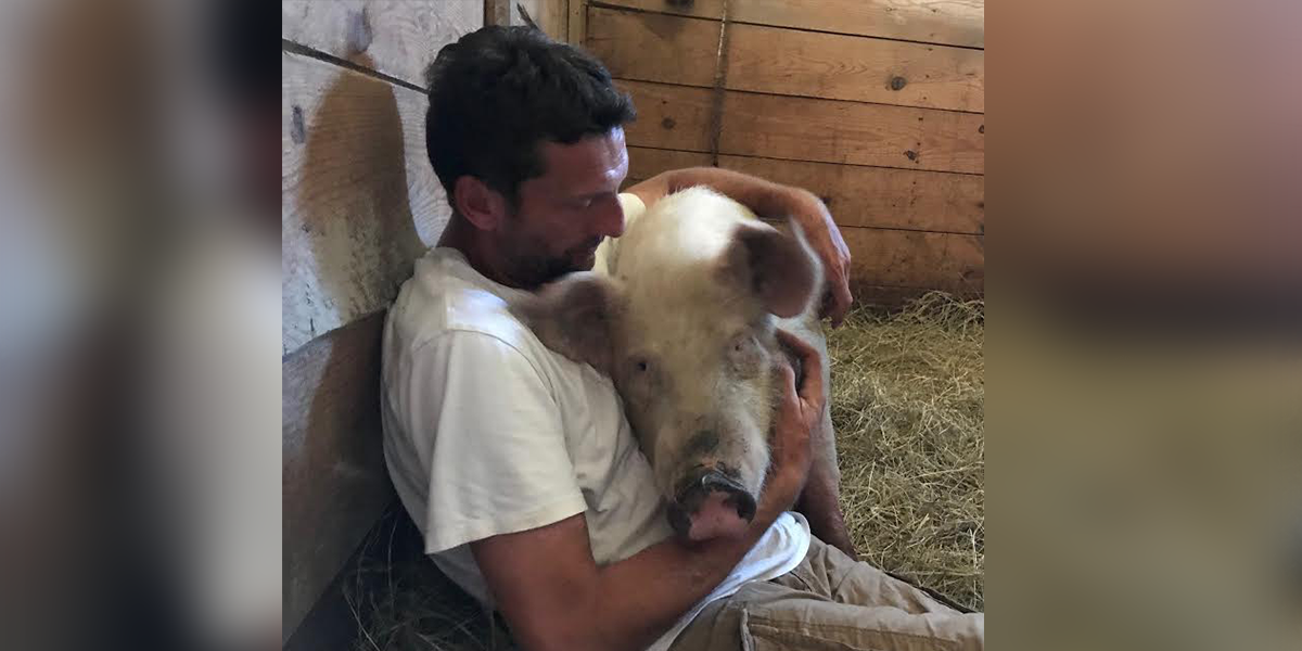 Pig Who Ran For Hours To Escape Farm Finds Best New Home - The Dodo