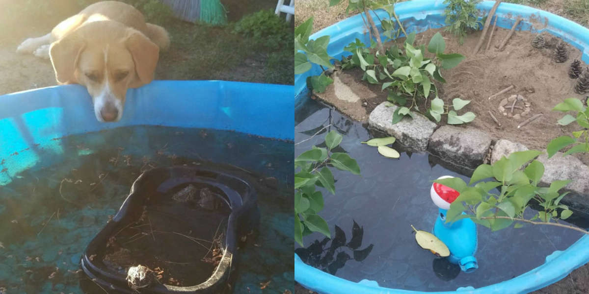 Woman Creates A 'Hotel' For Toads In Her Backyard - The Dodo