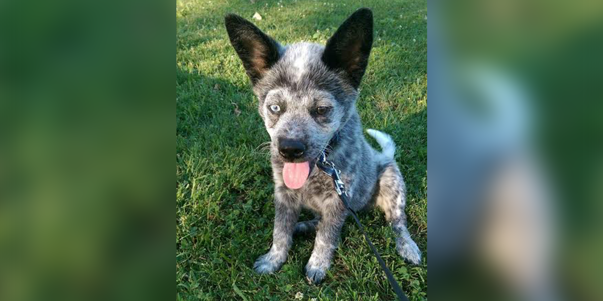 Dog With Misshapen Face Finds Someone Who Will Always Love Him - The Dodo