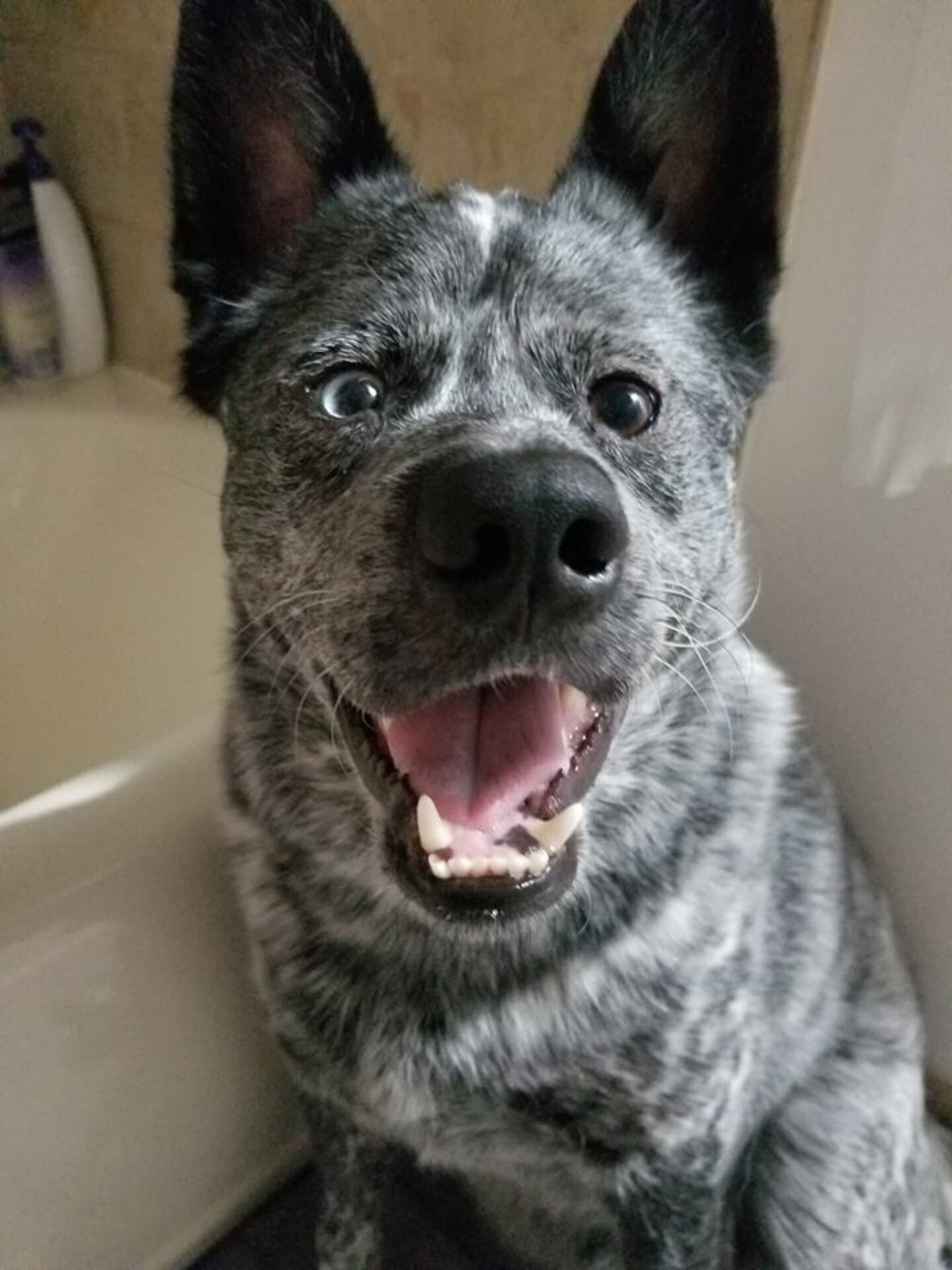 Dog With Misshapen Face Finds Someone Who Will Always Love Him - The Dodo