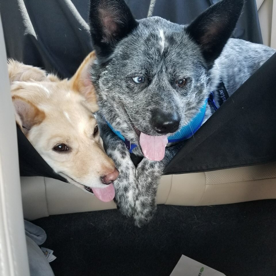 Dog With Misshapen Face Finds Someone Who Will Always Love Him - The Dodo