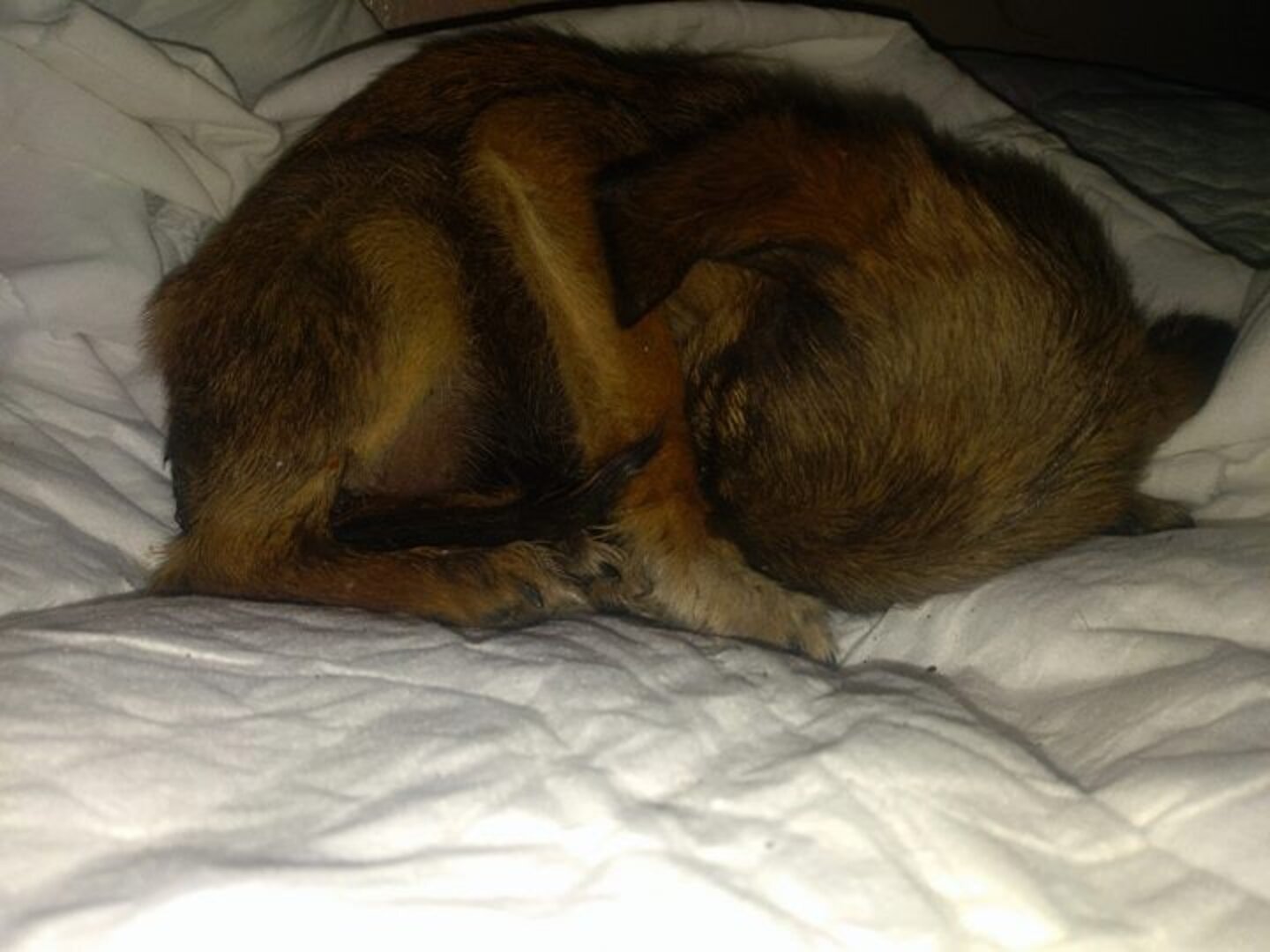 Tiny Puppy Found On Busy Road In Georgia Looks So Different Now - The Dodo