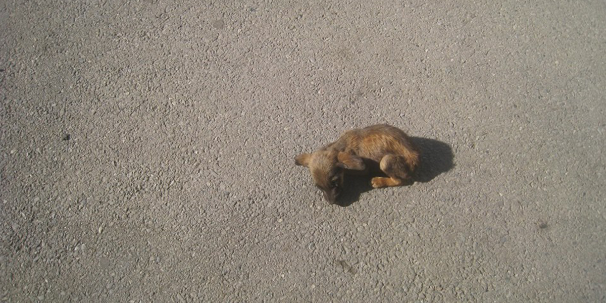 Tiny Puppy Found On Busy Road In Georgia Looks So Different Now - The Dodo