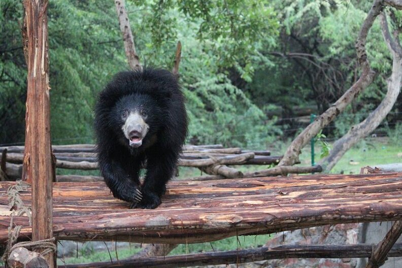 Sloth Bear Cub Orphaned By Poachers Has Best Life Now - The Dodo