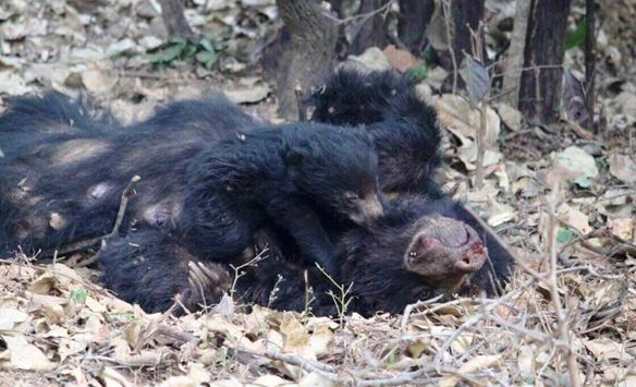 Sloth Bear Cub Orphaned By Poachers Has Best Life Now - The Dodo