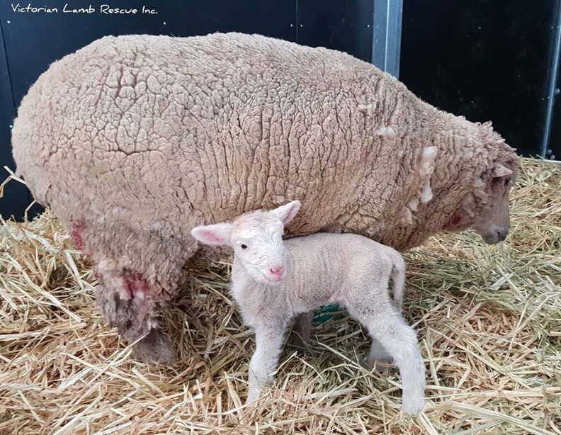 Sheep Fought Off Hungry Attackers To Save Her Baby - The Dodo