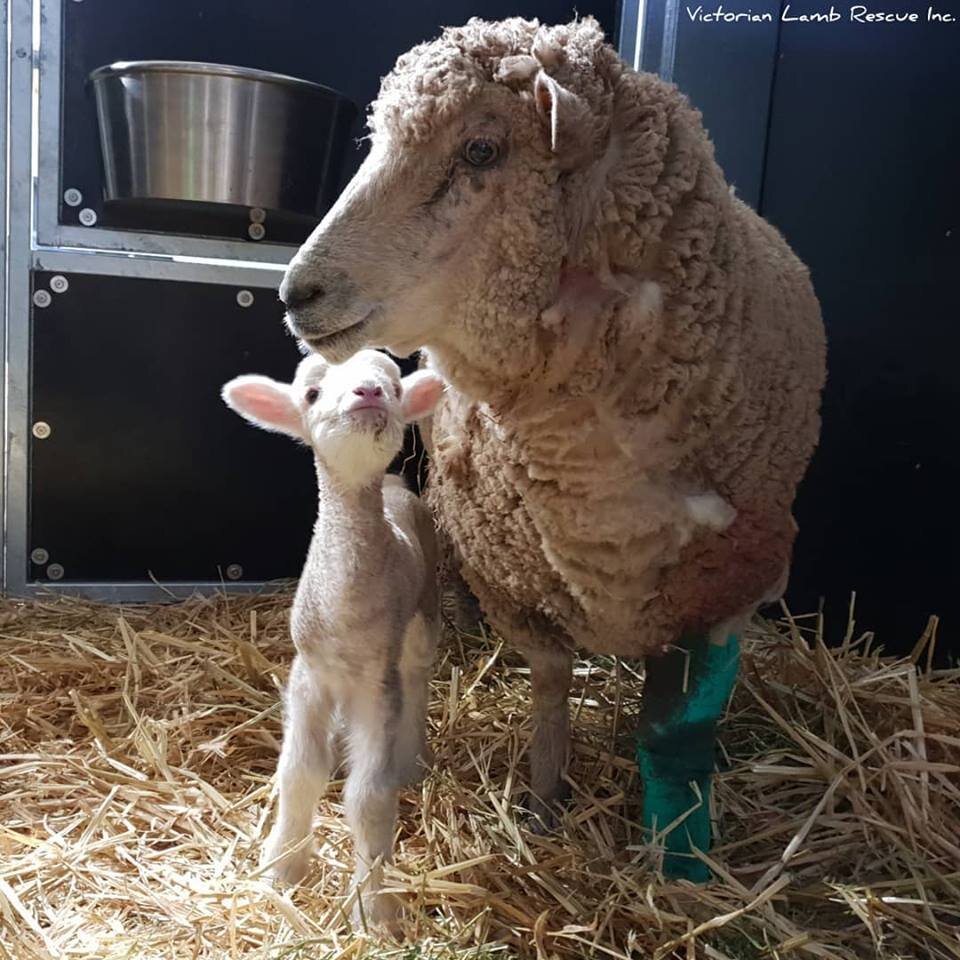 Sheep Fought Off Hungry Attackers To Save Her Baby - The Dodo