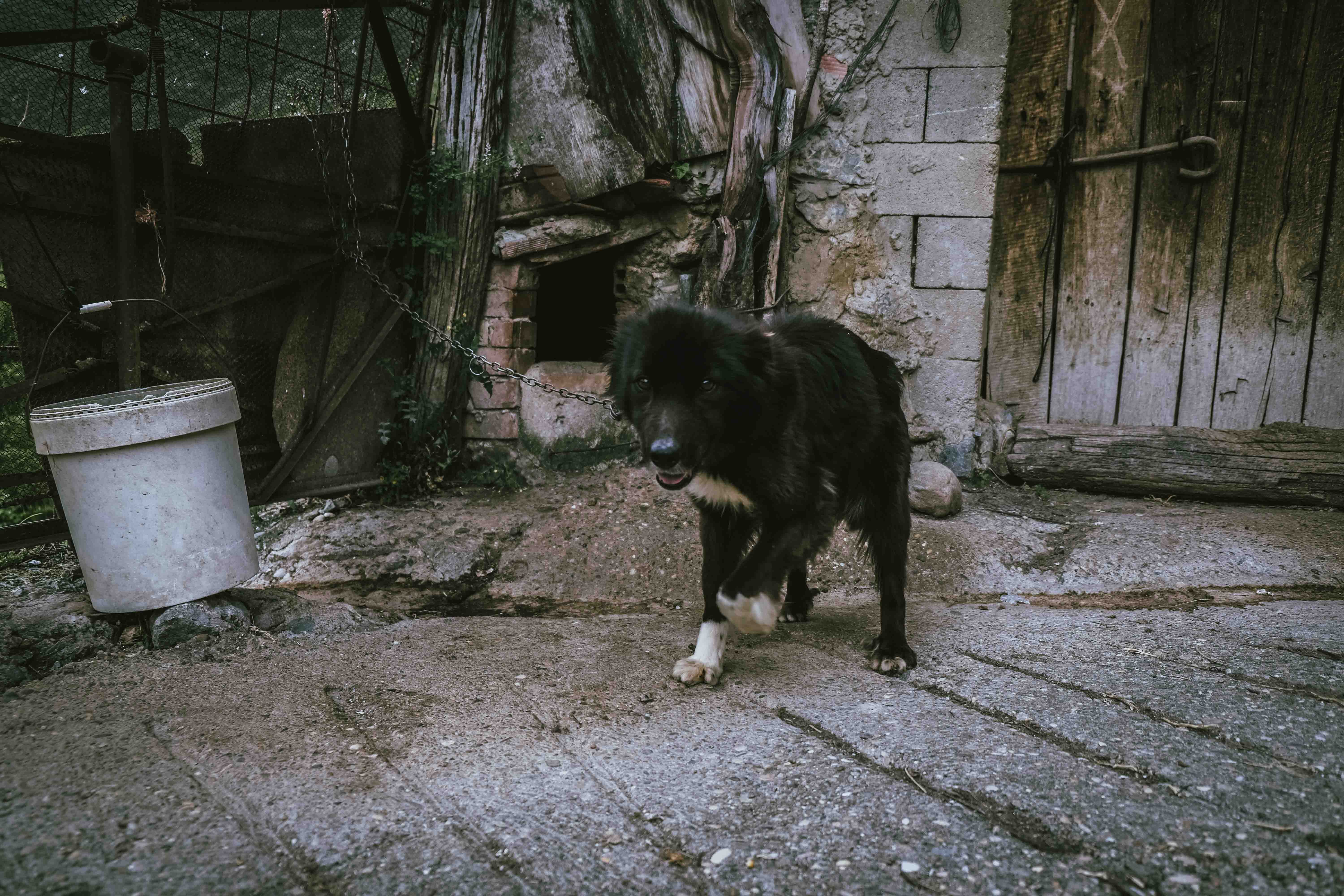 Woman Saves Two Starving Chained Up Dogs In Spain - The Dodo