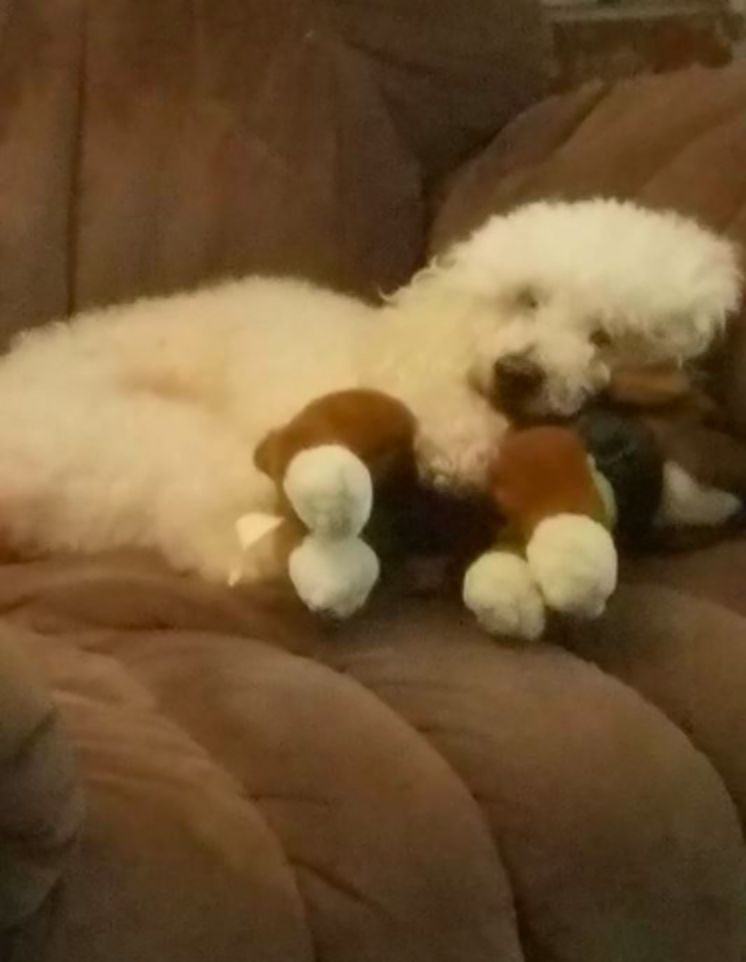 Poodle Grieves For Dog Sister By Cuddling The Toy She Left Behind - The ...
