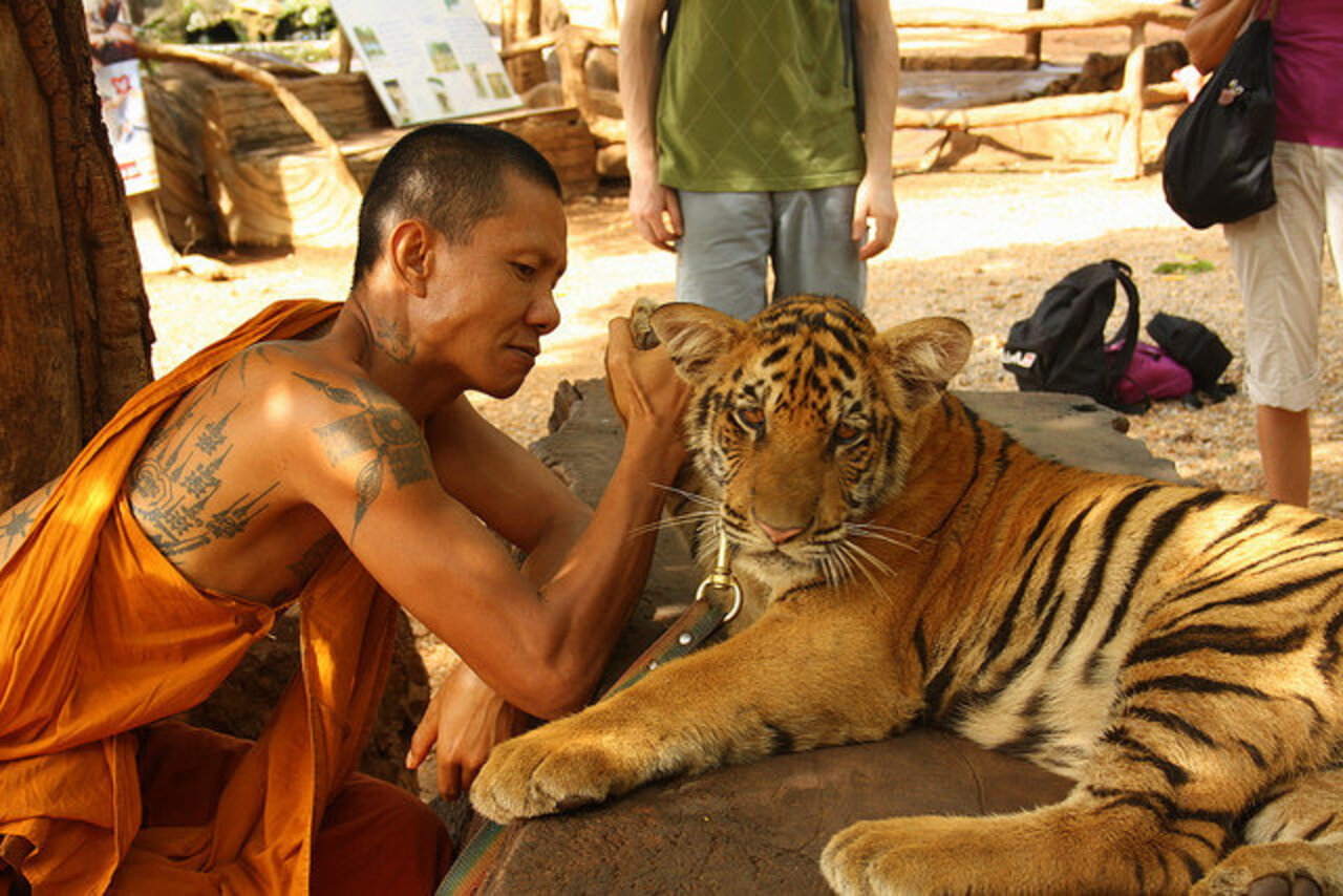 Tiger Farms Are Real — And Here’s Why You Should Care - The Dodo