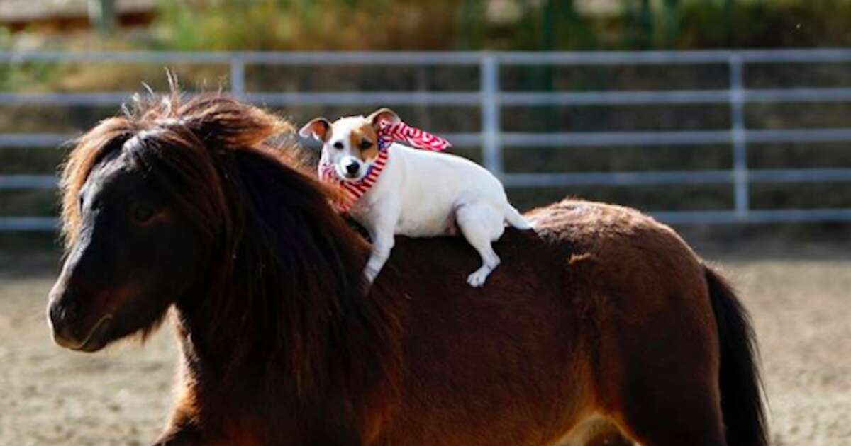 Dog Riding On Horse Friend's Back Is The Cutest Thing You'll See - The Dodo