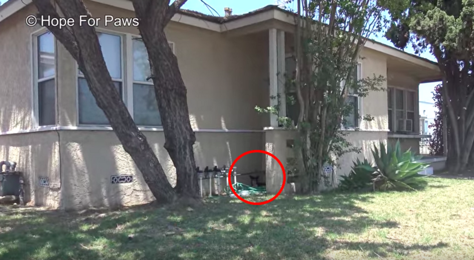 Homeless Dog Was So Scared Of Being Rescued - The Dodo