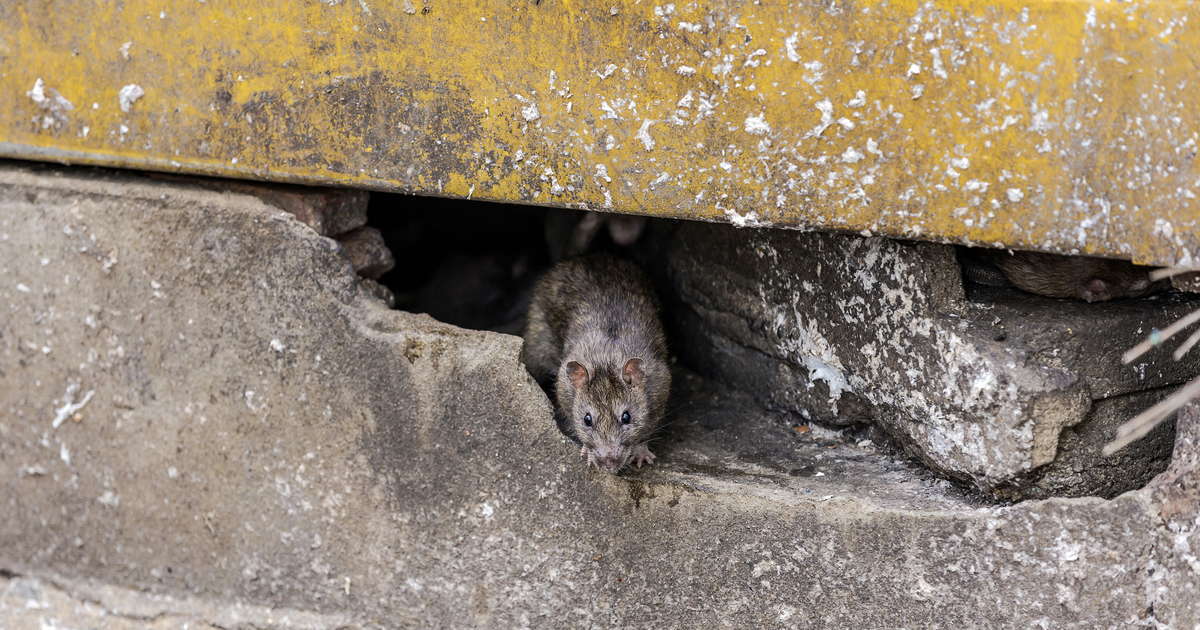 Chicago Named City With Biggest Rat Problem in America - Thrillist