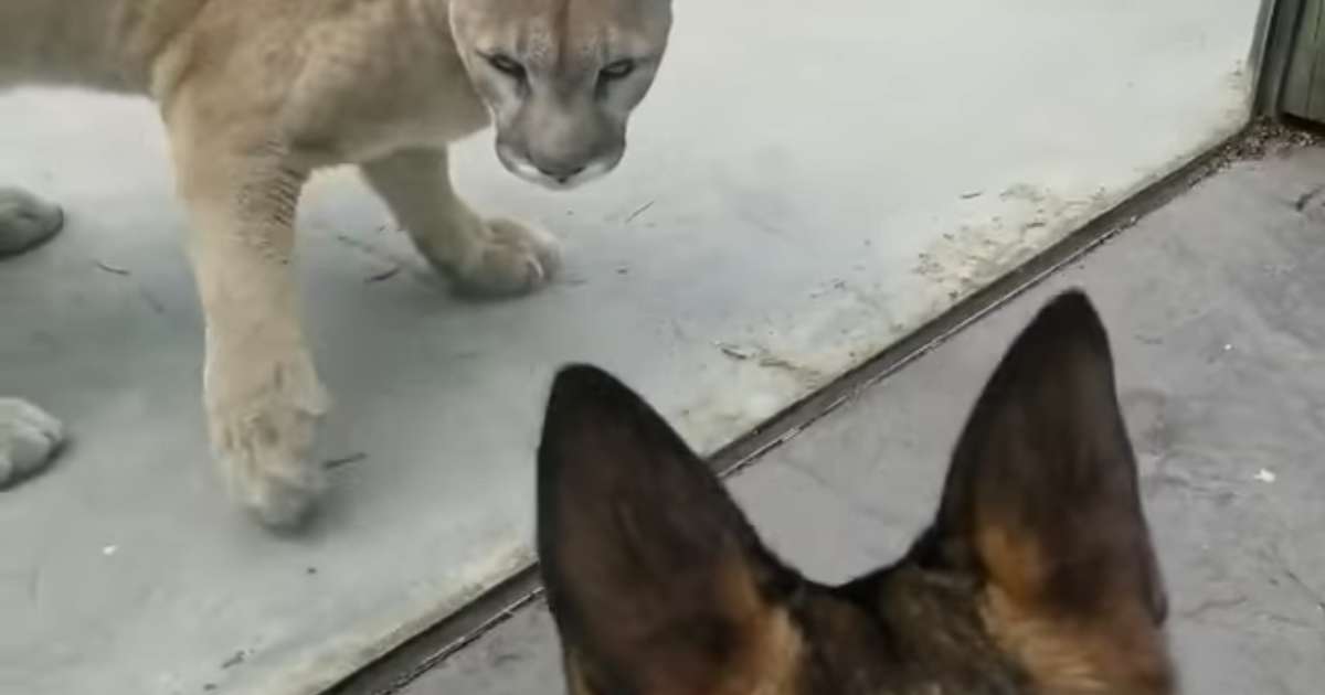 Dog and Cougar Face Off at Zoo (Video) - Thrillist