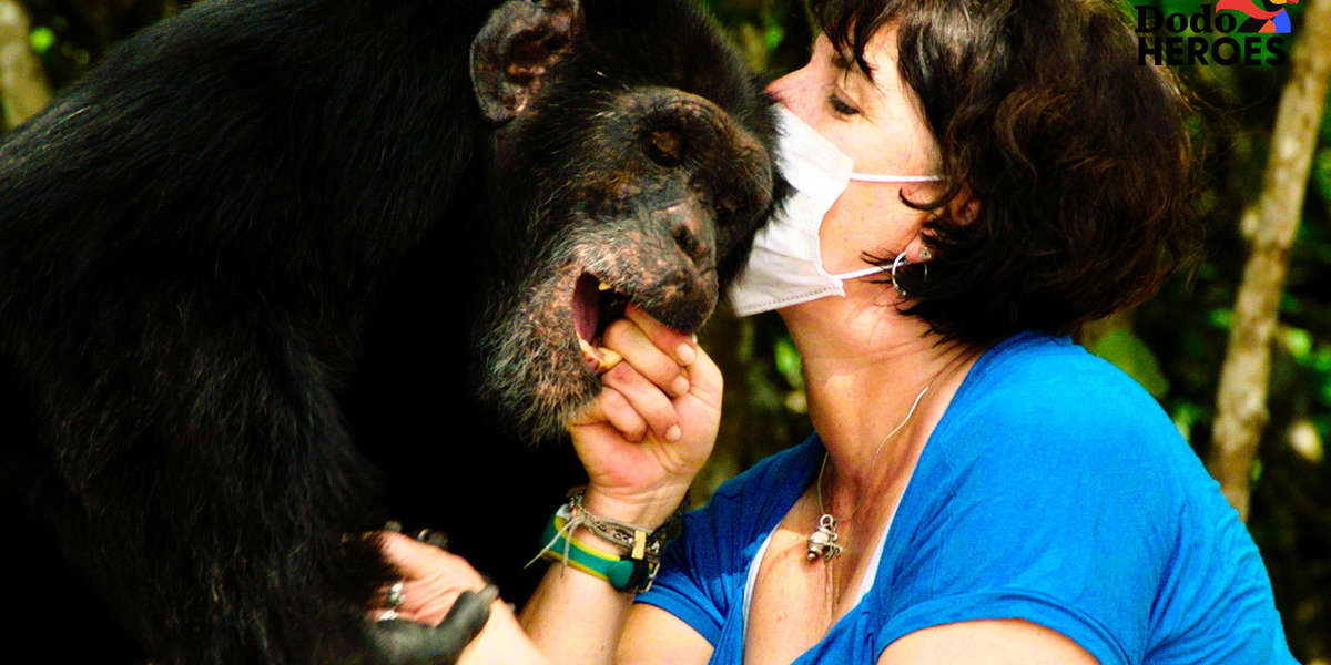 This Woman Has Dedicated Her Life To Helping Chimps - Videos - The Dodo