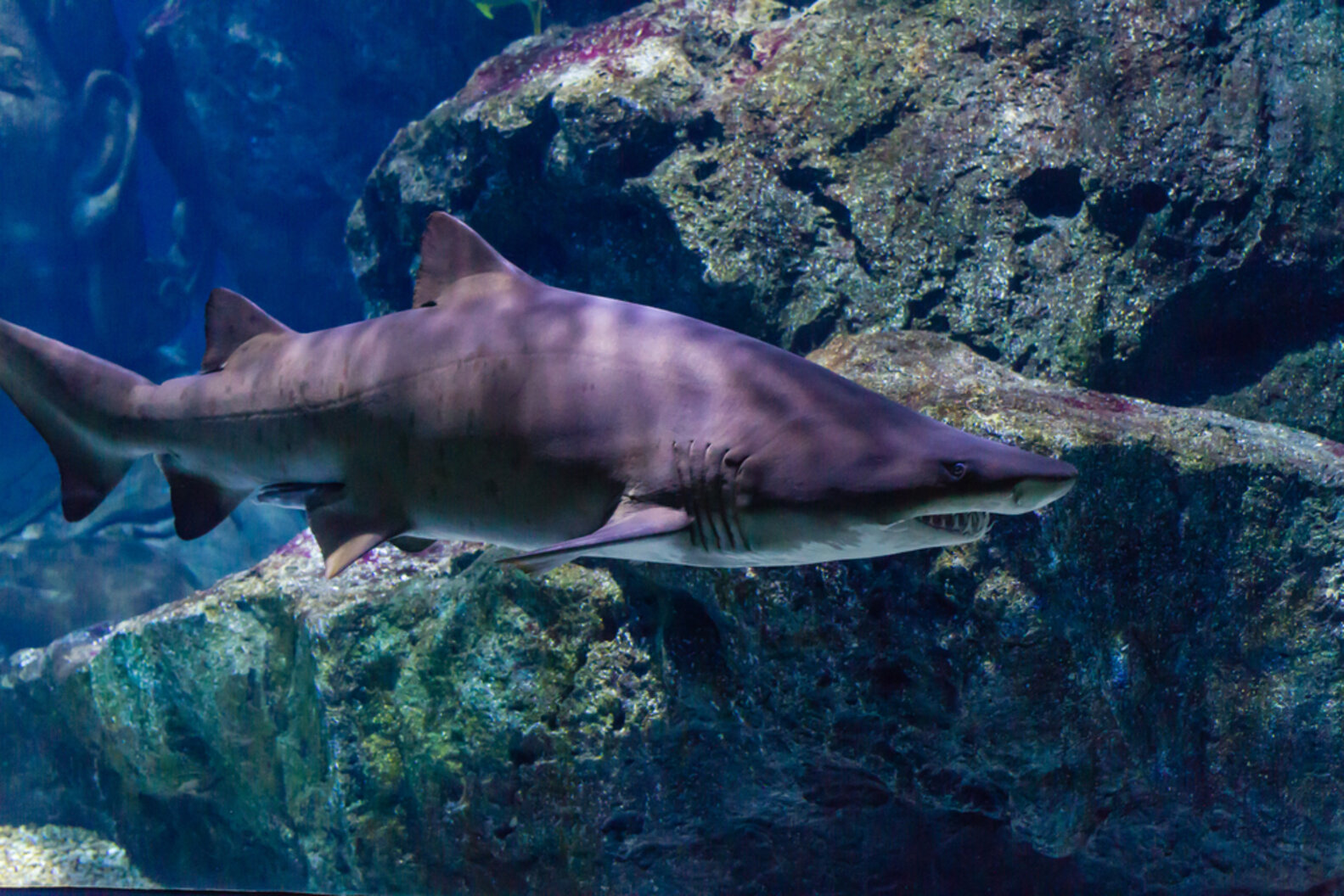 Man Drags Shark From Ocean So Beachgoers Can Pose For Photos - The Dodo
