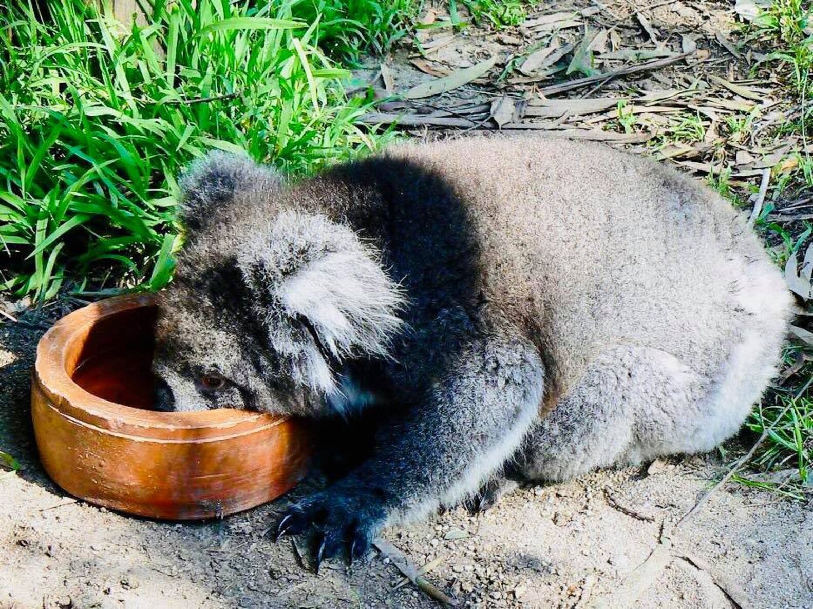 Accident-Prone Koala Rescued From Power Station Fence - The Dodo