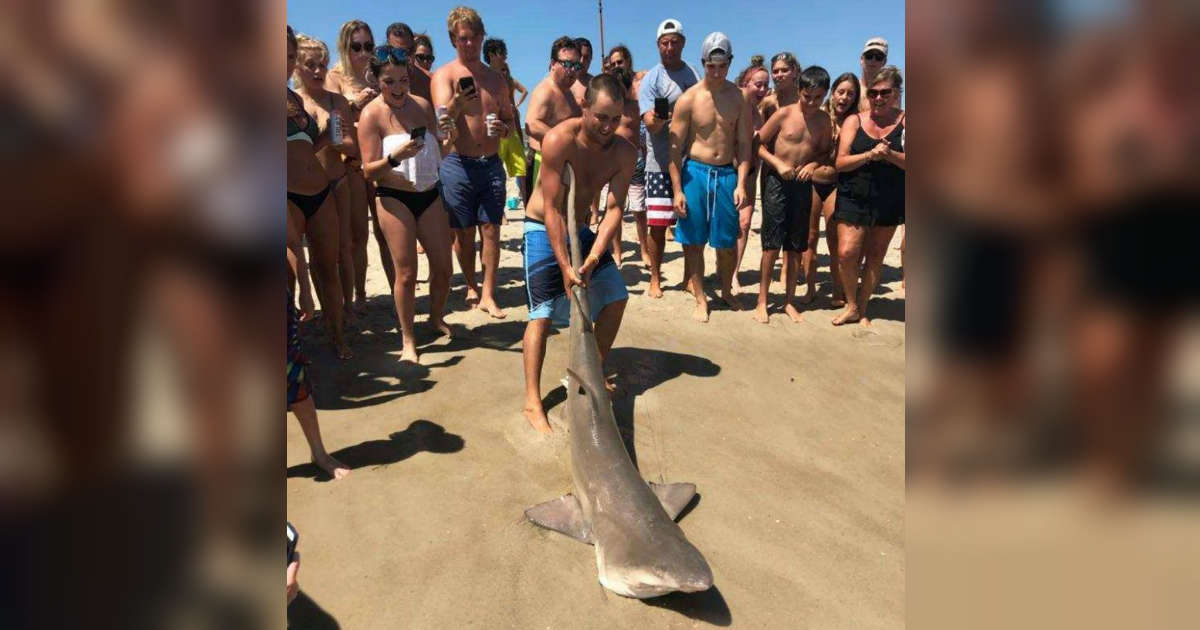 Man Drags Shark From Ocean So Beachgoers Can Pose For Photos - The Dodo