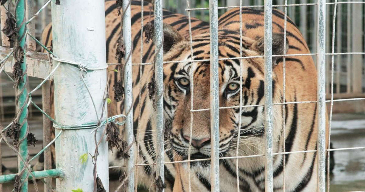 Tiger Farms Are Real — And Here’s Why You Should Care - The Dodo