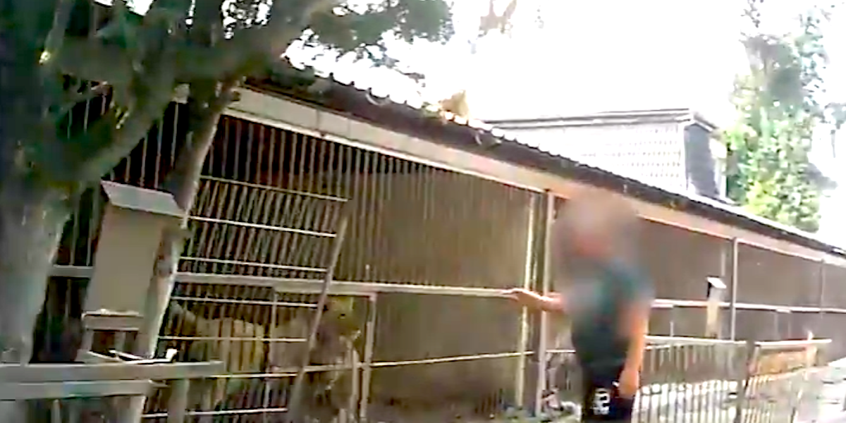 Undercover Footage Exposes Secrets Of Tiger Trade In Eastern Europe ...