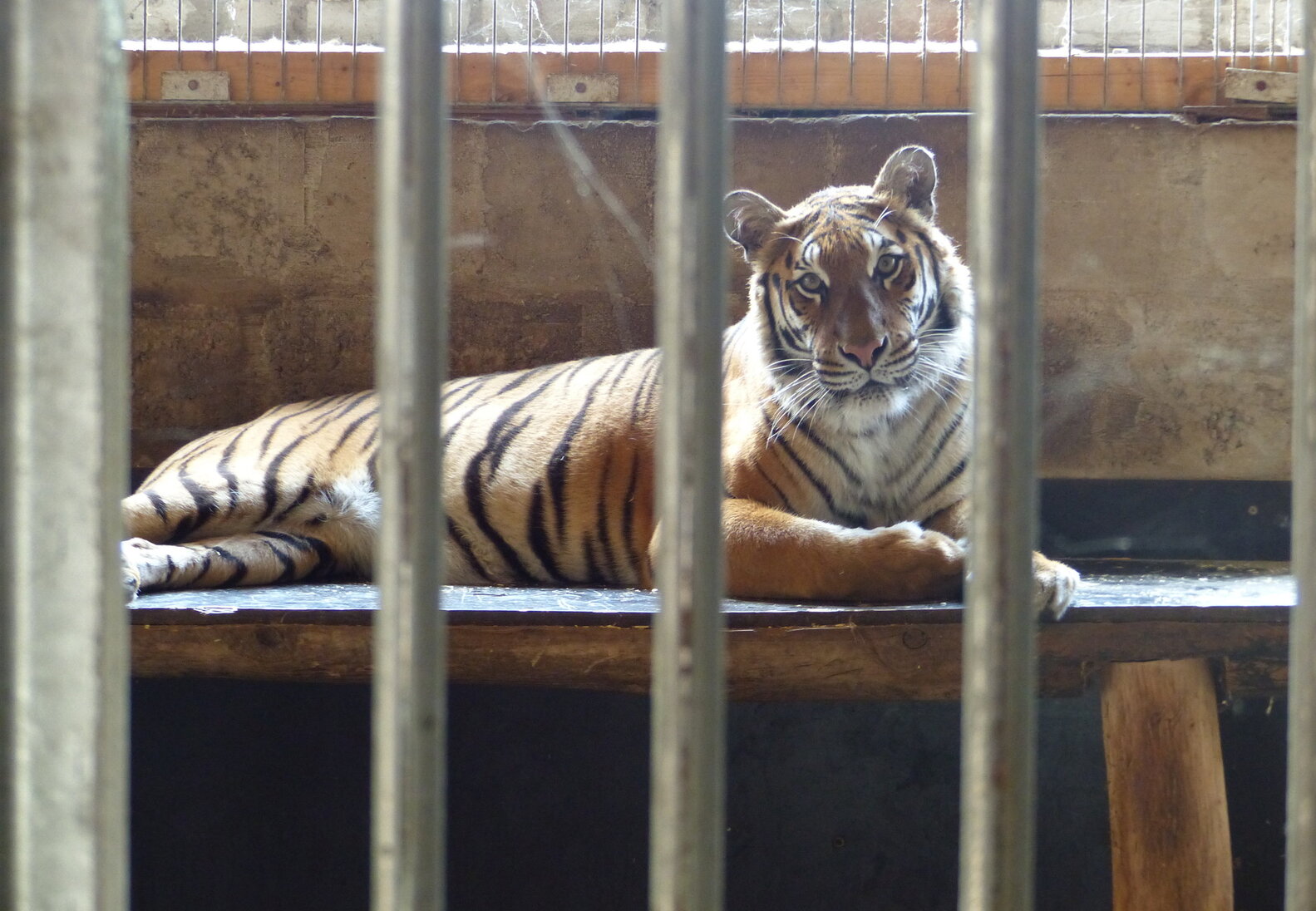 Undercover Footage Exposes Secrets Of Tiger Trade In Eastern Europe ...