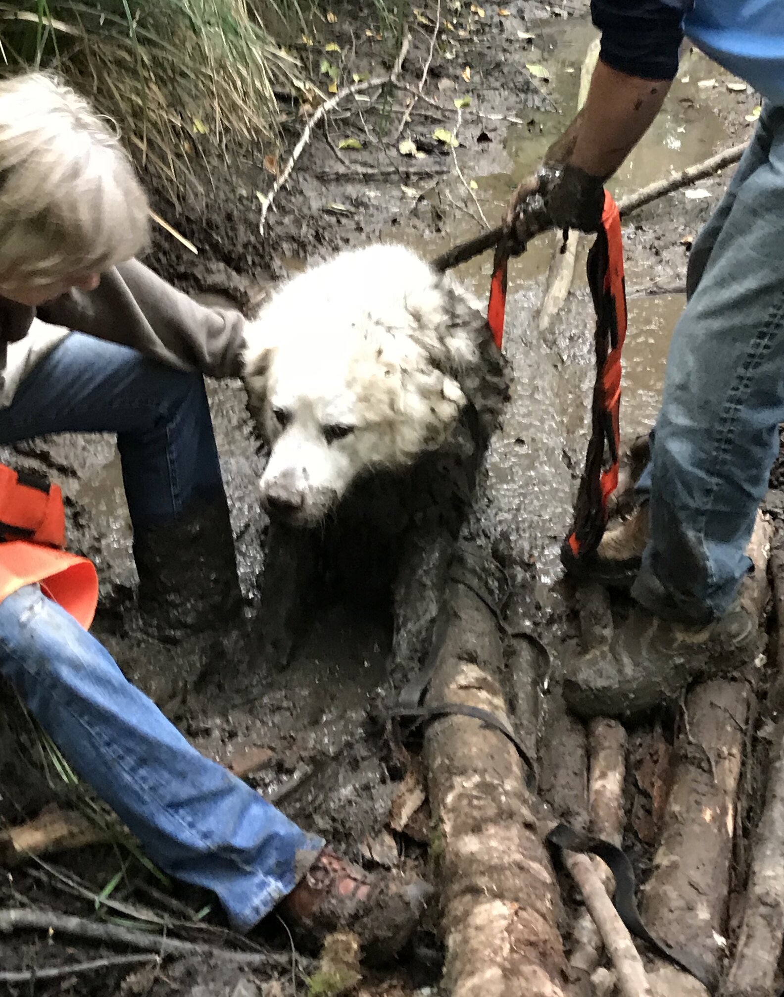 Search And Rescue Dog Finds Lost Dog Stuck In Mud For 2 Days - The Dodo