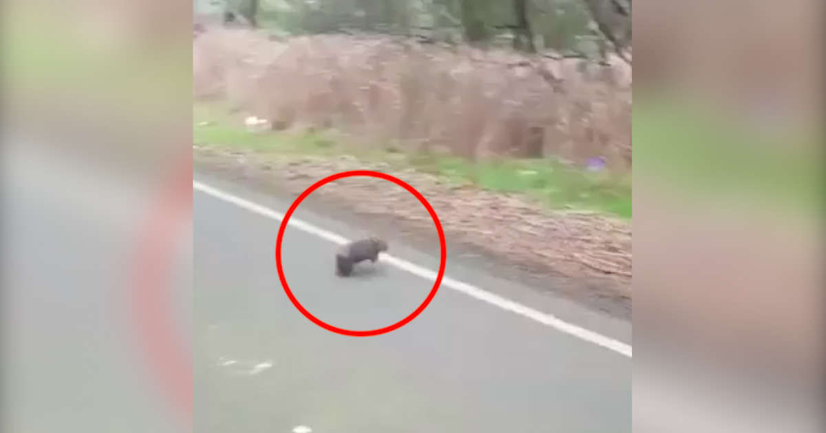 Orphaned Baby Wombat Finds The Kindest People To Help - The Dodo