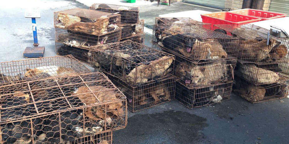 Over 200 Dogs Saved On Way To Chinese Slaughterhouse - The Dodo