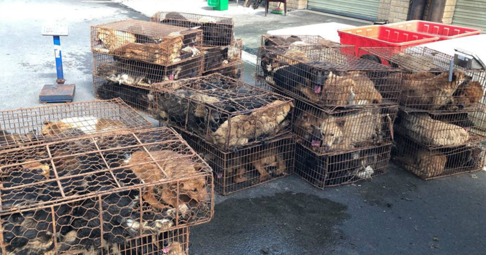 Over 200 Dogs Saved On Way To Chinese Slaughterhouse - The Dodo